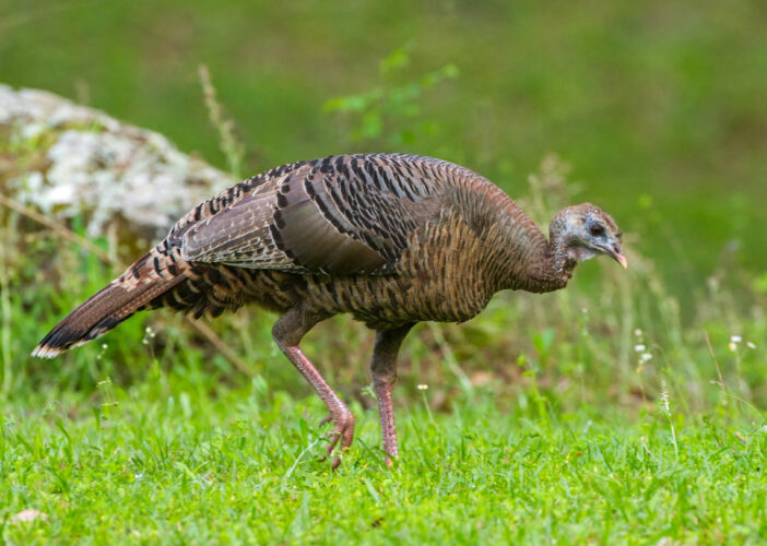 Fall Turkey Hunting Tips - Grit